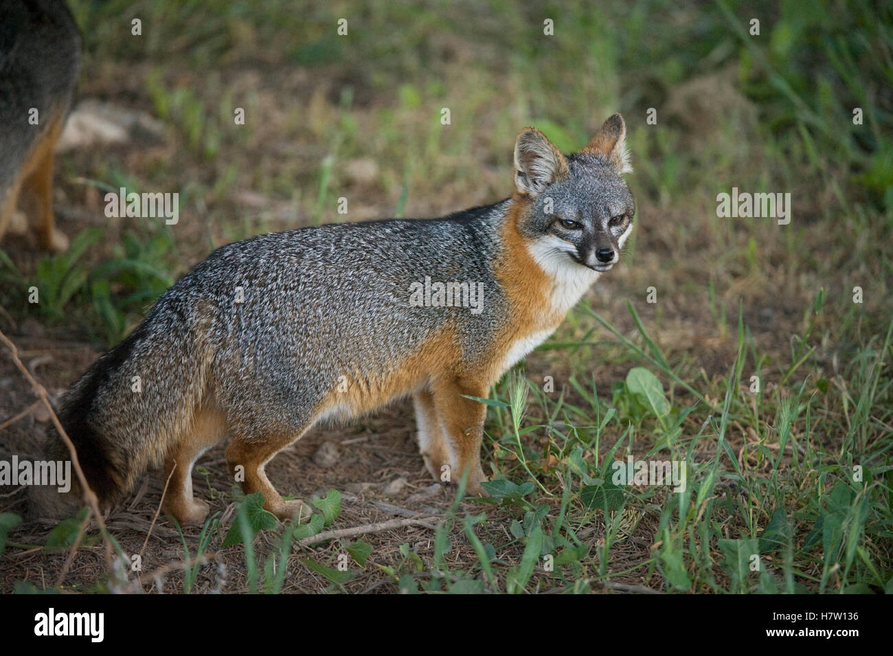 Urocyon Littoralis Foxes: San Miguel Island Islapedia
