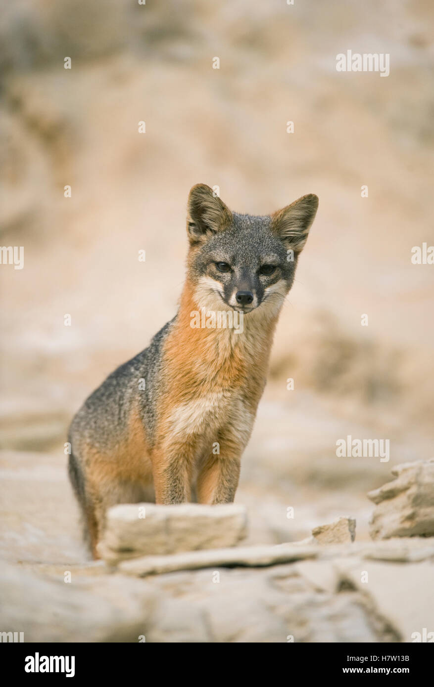 Channel Islands Gray Fox (Urocyon littoralis), Santa Cruz Island ...