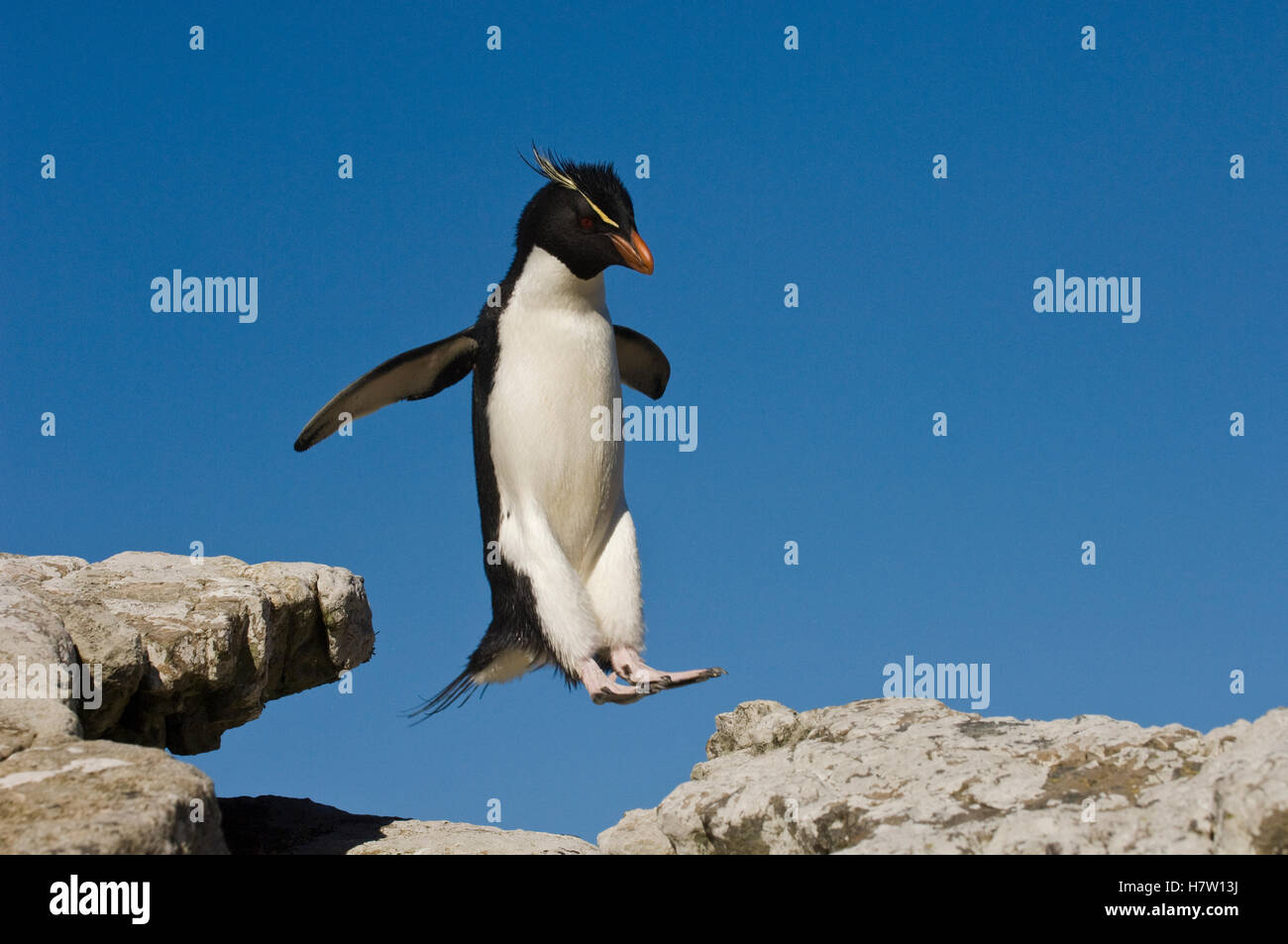 Rockhopper Penguin (Eudyptes chrysocome) jumping, Pebble Island ...