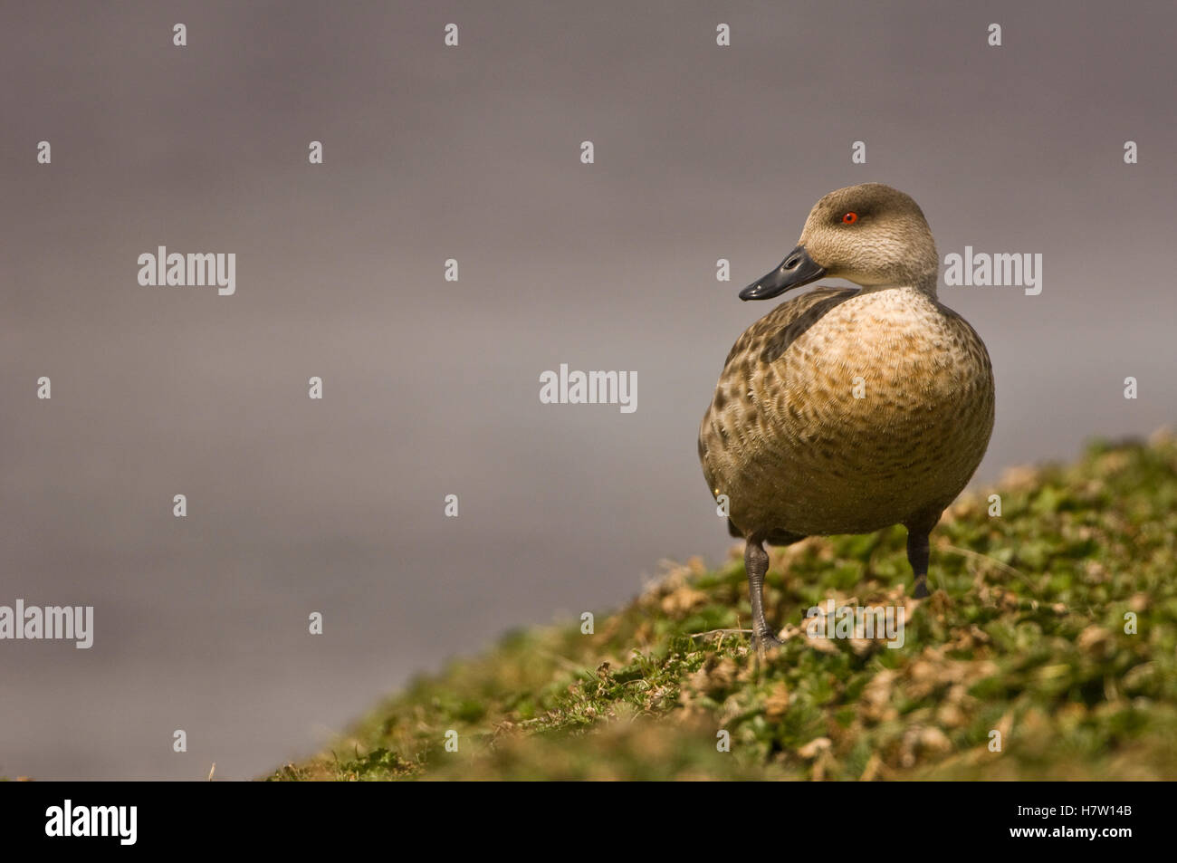 Crested Duck (Lophonetta specularioides), Pebble Island, Falkland ...