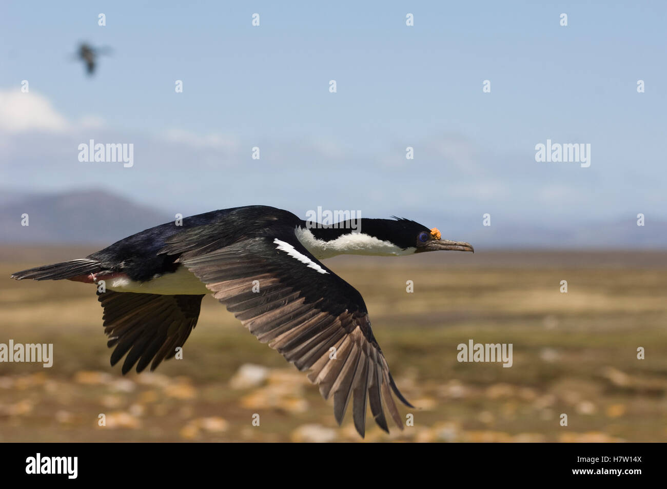 White-bellied Shag (Phalacrocorax atriceps albiventer) flying, Pebble ...