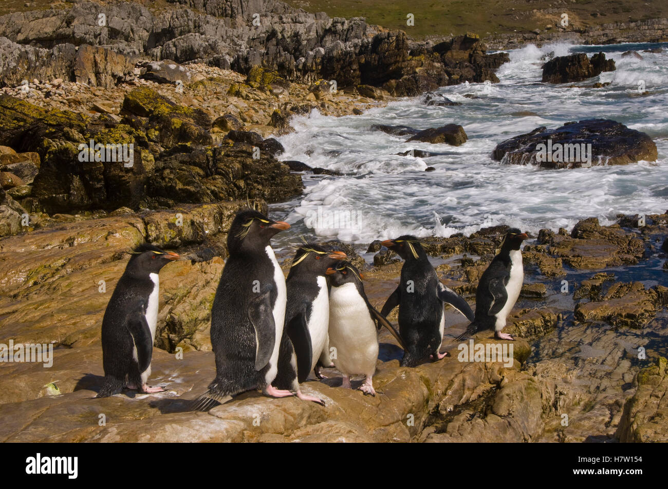 Rockhopper Penguin (Eudyptes chrysocome) group on coastal rocks, Pebble ...
