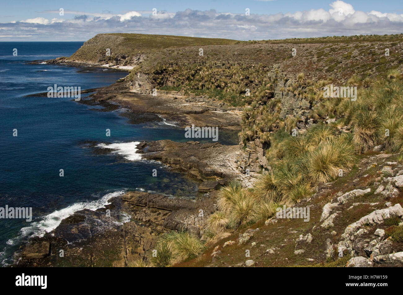 Coastline, Cape Dolphin, Falkland Islands Stock Photo - Alamy