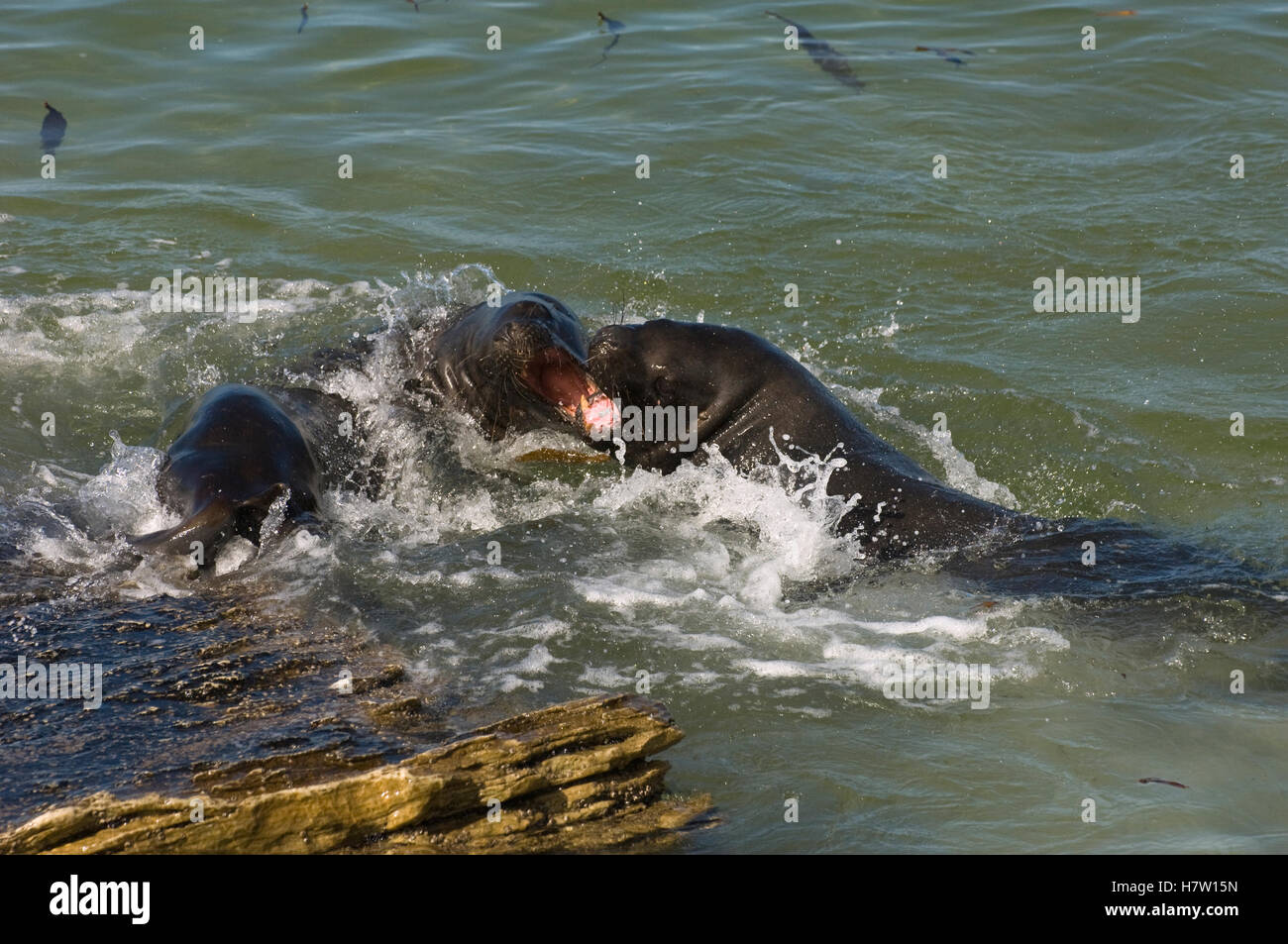 South American Sea Lion (Otaria flavescens) bulls fighting, Kidney ...