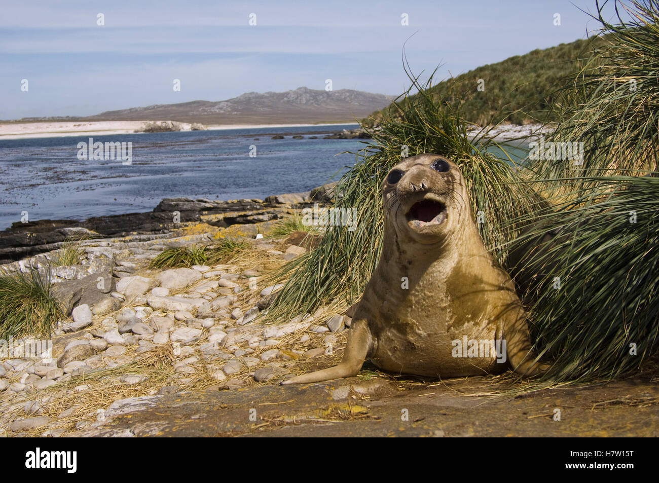 Southern Elephant Seal (Mirounga leonina) weaner on beach, Kidney ...