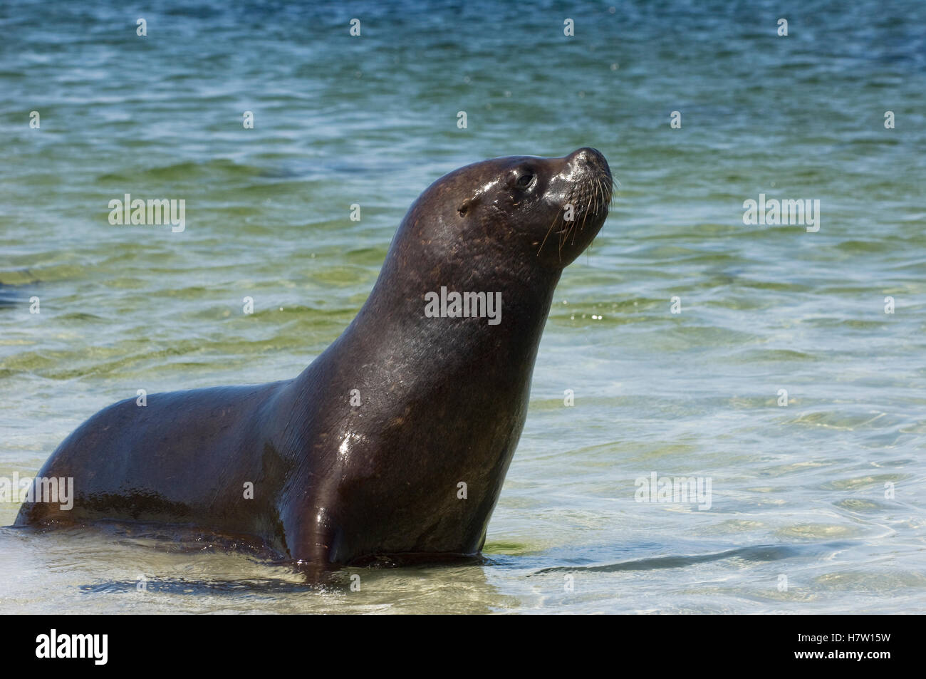 South American Sea Lion (Otaria flavescens) bull, Kidney Island ...