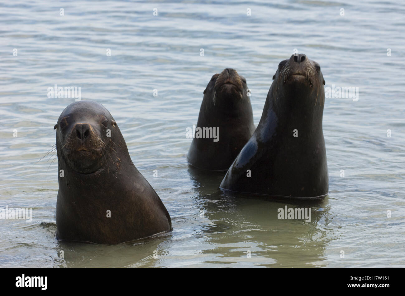 South American Sea Lion (Otaria flavescens) trio in water, Kidney ...