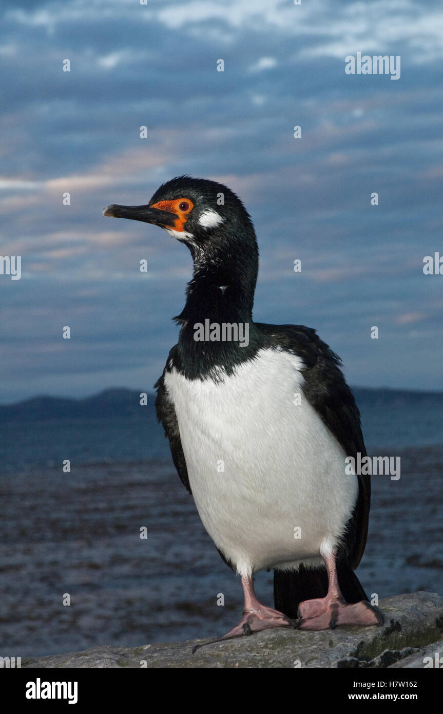 Rock Shag (Phalacrocorax magellanicus), Kidney Island, Falkland Islands ...