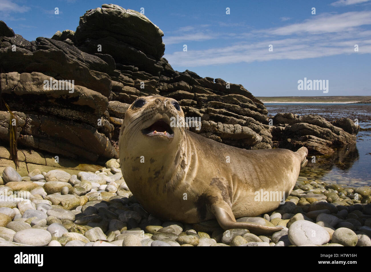 Southern Elephant Seal (Mirounga leonina) weaner on beach, Kidney ...