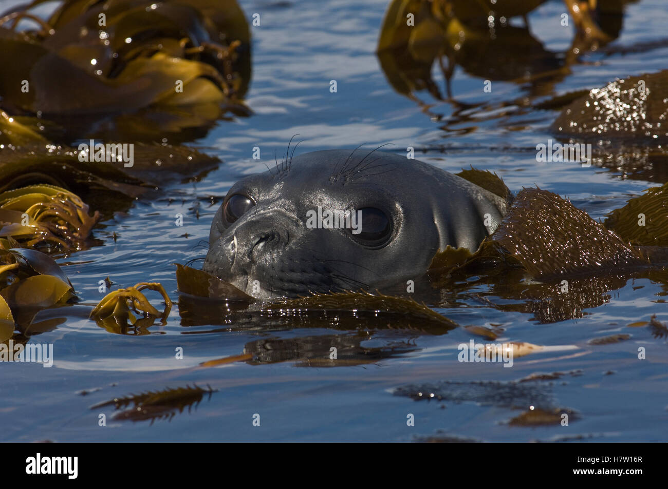 Southern Elephant Seal (Mirounga leonina) weaner in kelp, Kidney Island ...