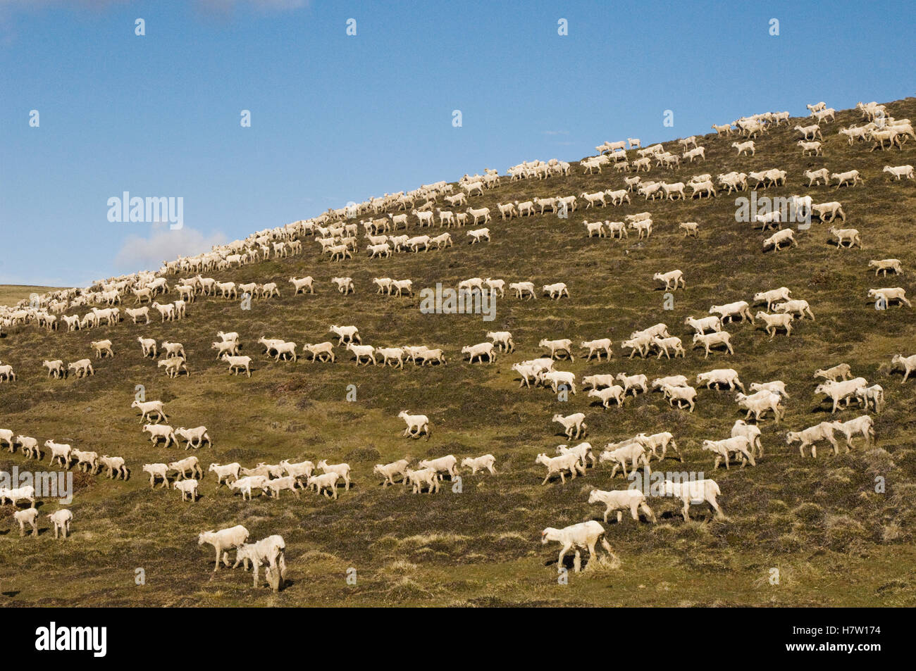 Domestic Sheep (Ovis aries) flock gets taken back to the far paddocks ...