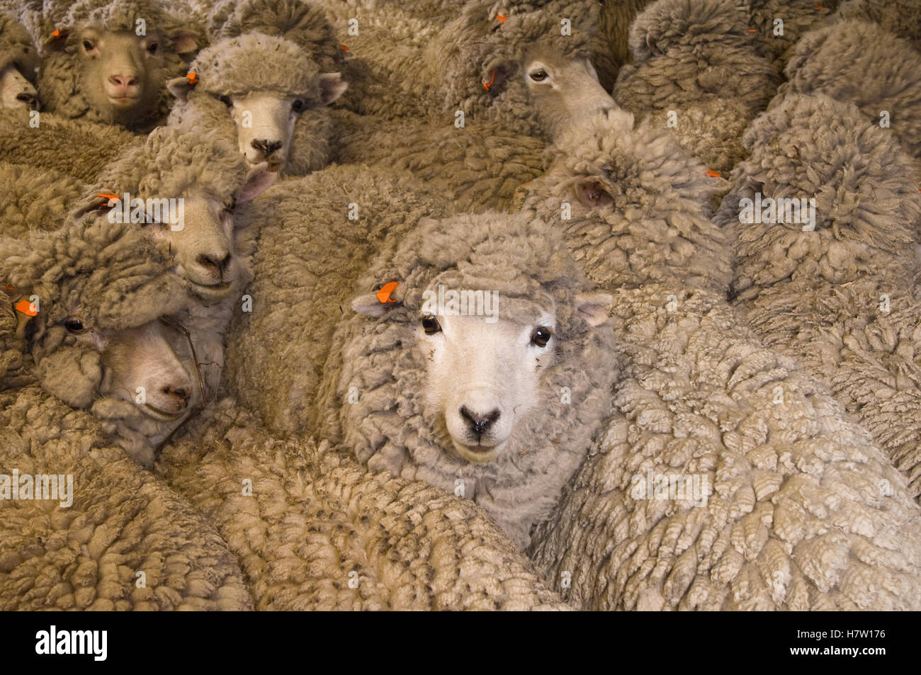 Domestic Sheep (Ovis aries) group, a breed mixed for wool and mutton ...