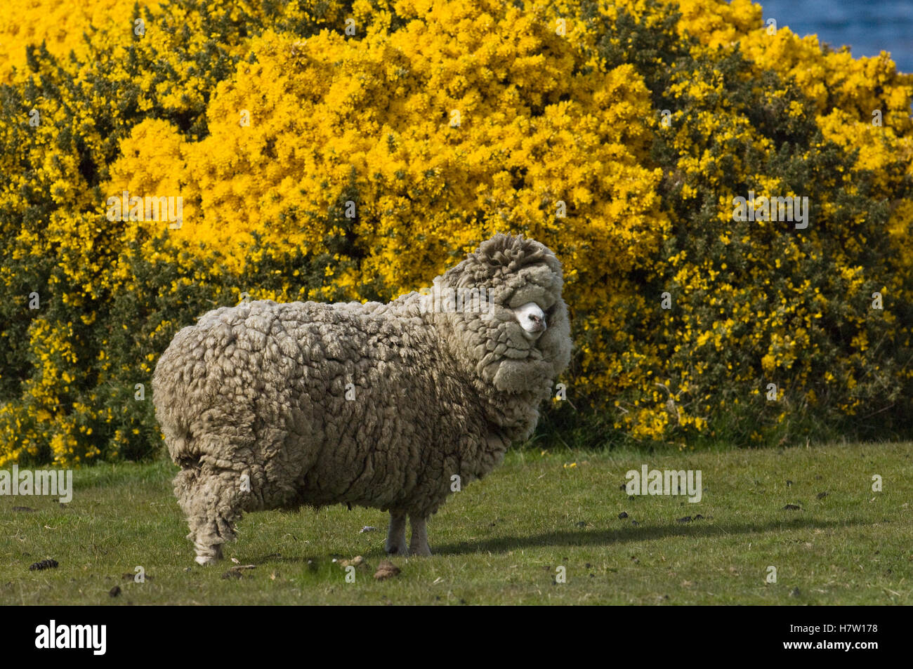 Domestic Sheep (Ovis aries) with a thick wool coat, Falkland Islands ...