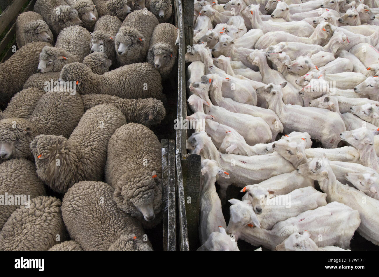 Domestic Sheep Ovis Aries Flocks Before And After Shearing Port Howard Falkland Islands