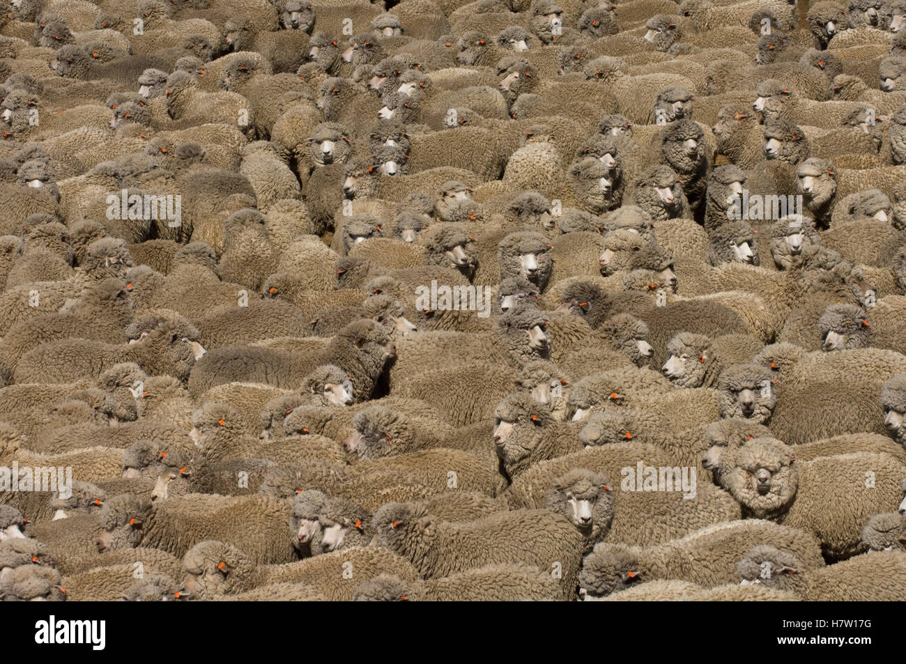 Domestic Sheep (Ovis aries) flock, a breed mixed for wool and mutton ...