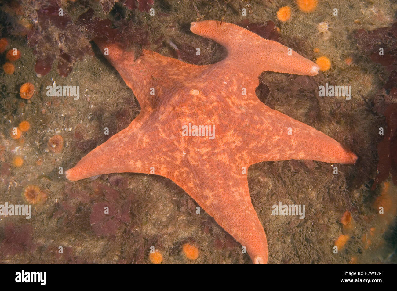 Bat Star (Asterina miniata) with regenerated arm, Monterey, California ...