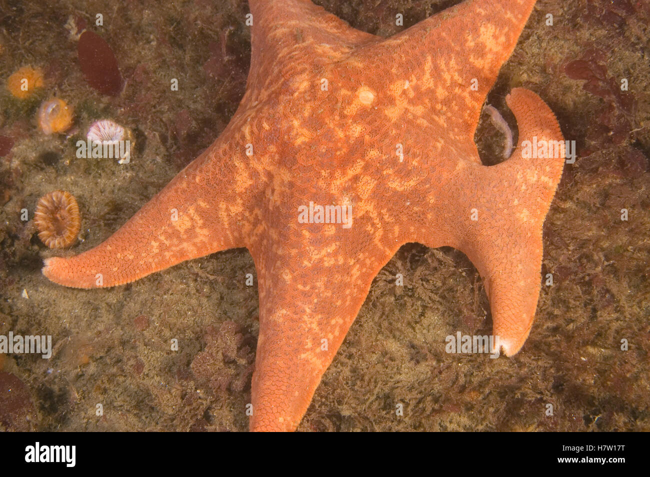 Bat Star (Asterina miniata) with regenerated arm, Monterey, California ...