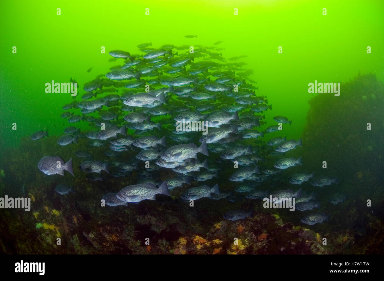 Blue Rockfish (Sebastes mystinus) school swimming near underwater ...