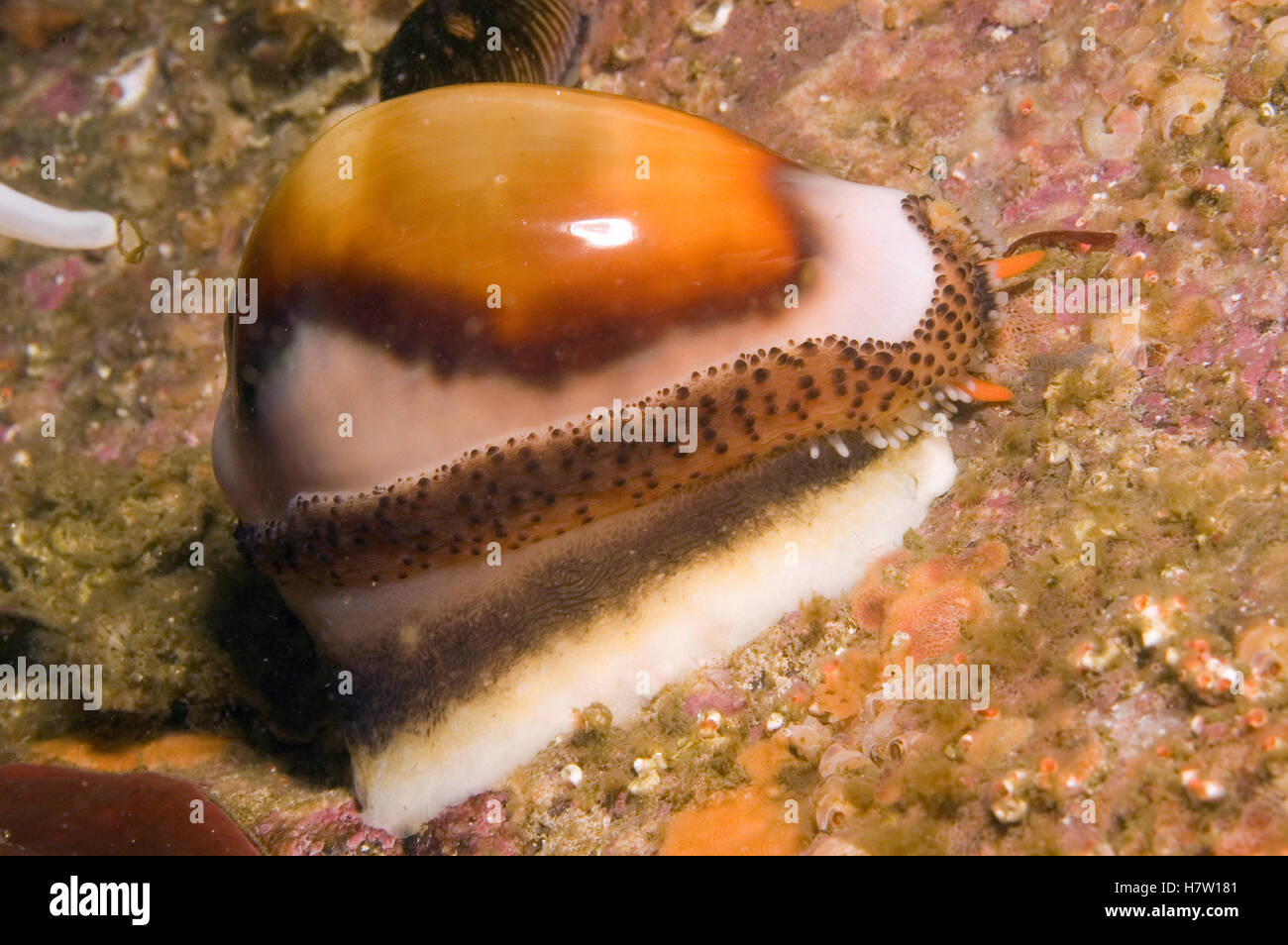 Chestnut Cowry (Cypraea spadicea) with extended mantle, Monterey ...