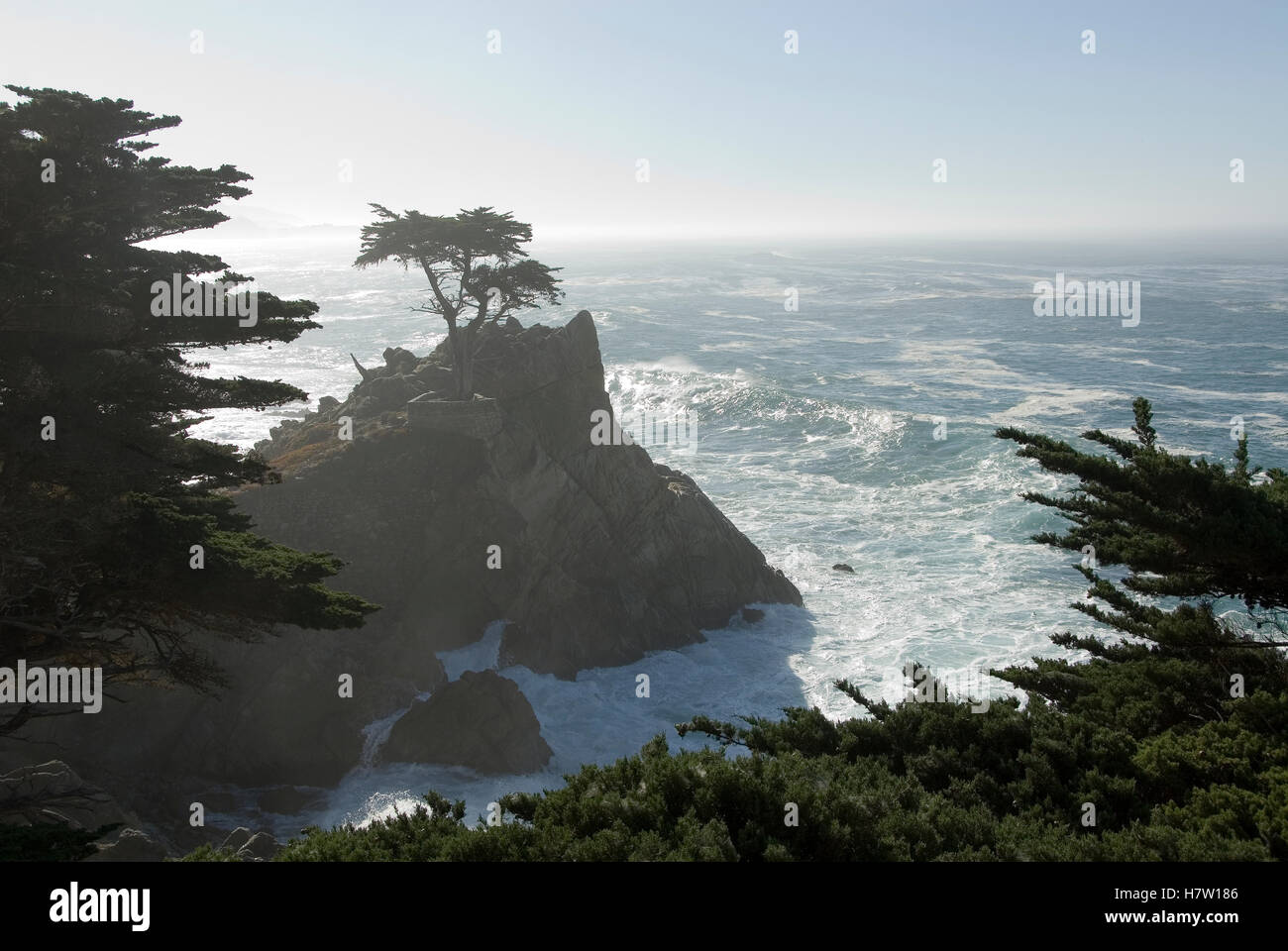 Monterey Cypress (Cupressus macrocarpa) tree, the famous landmark at ...
