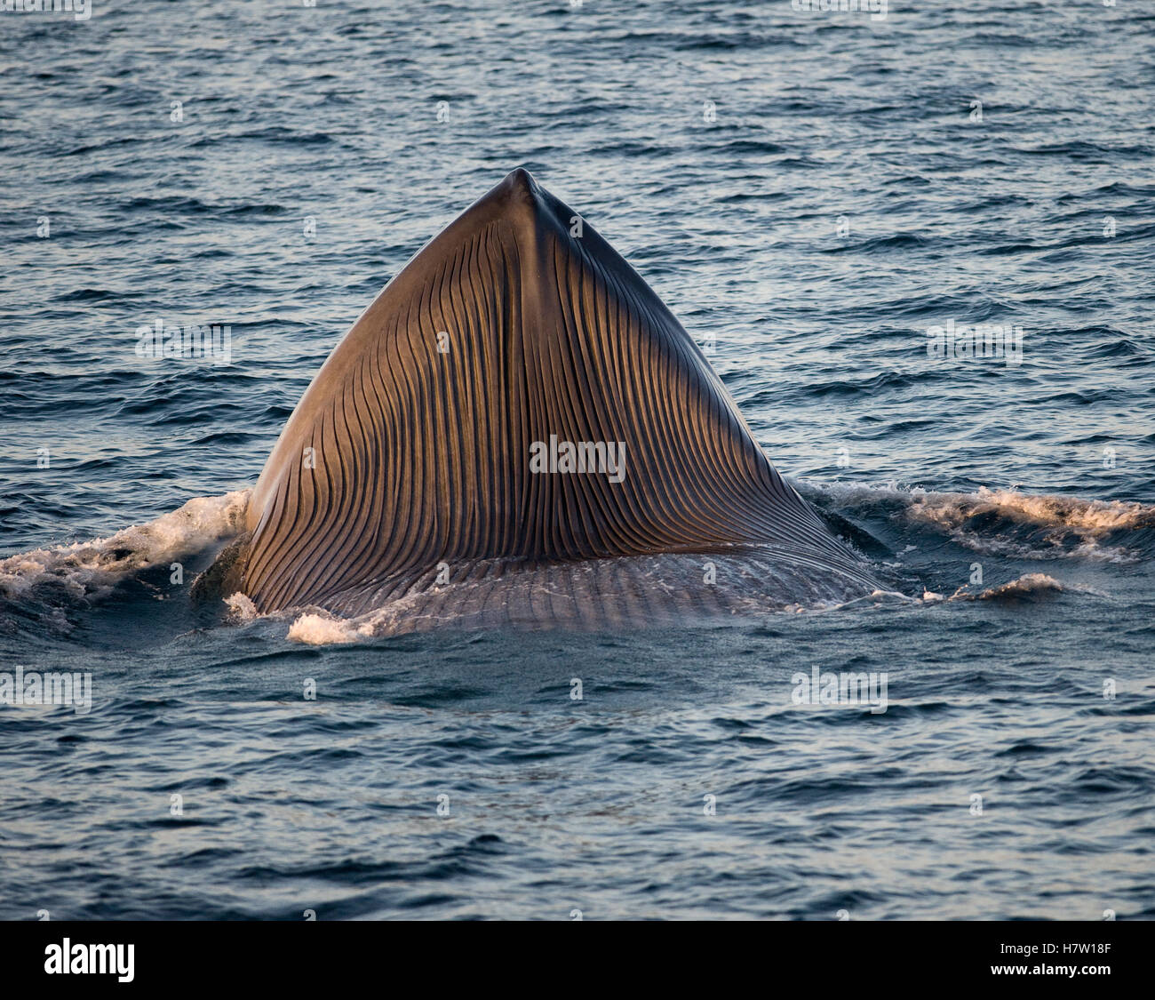 Blue Whale (Balaenoptera musculus) gulp feeding showing expanding ...