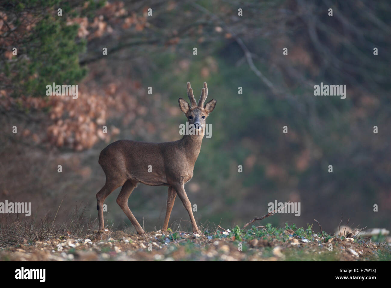 Western Roe Deer (Capreolus capreolus) male, France Stock Photo - Alamy