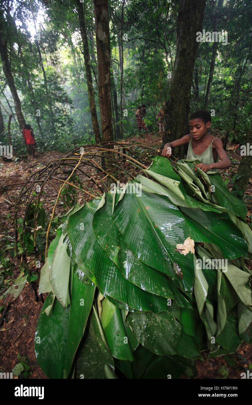 Ngongo (Megaphrynium macrostachyum) leaves used by Baka boy to build a ...