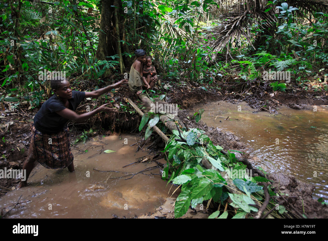 Baka woman using small dam in stream to catch fish, Cameroon Stock ...