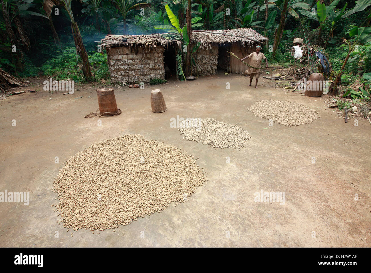 Nuts drying on the ground in Baka farm camp, Cameroon Stock Photo - Alamy