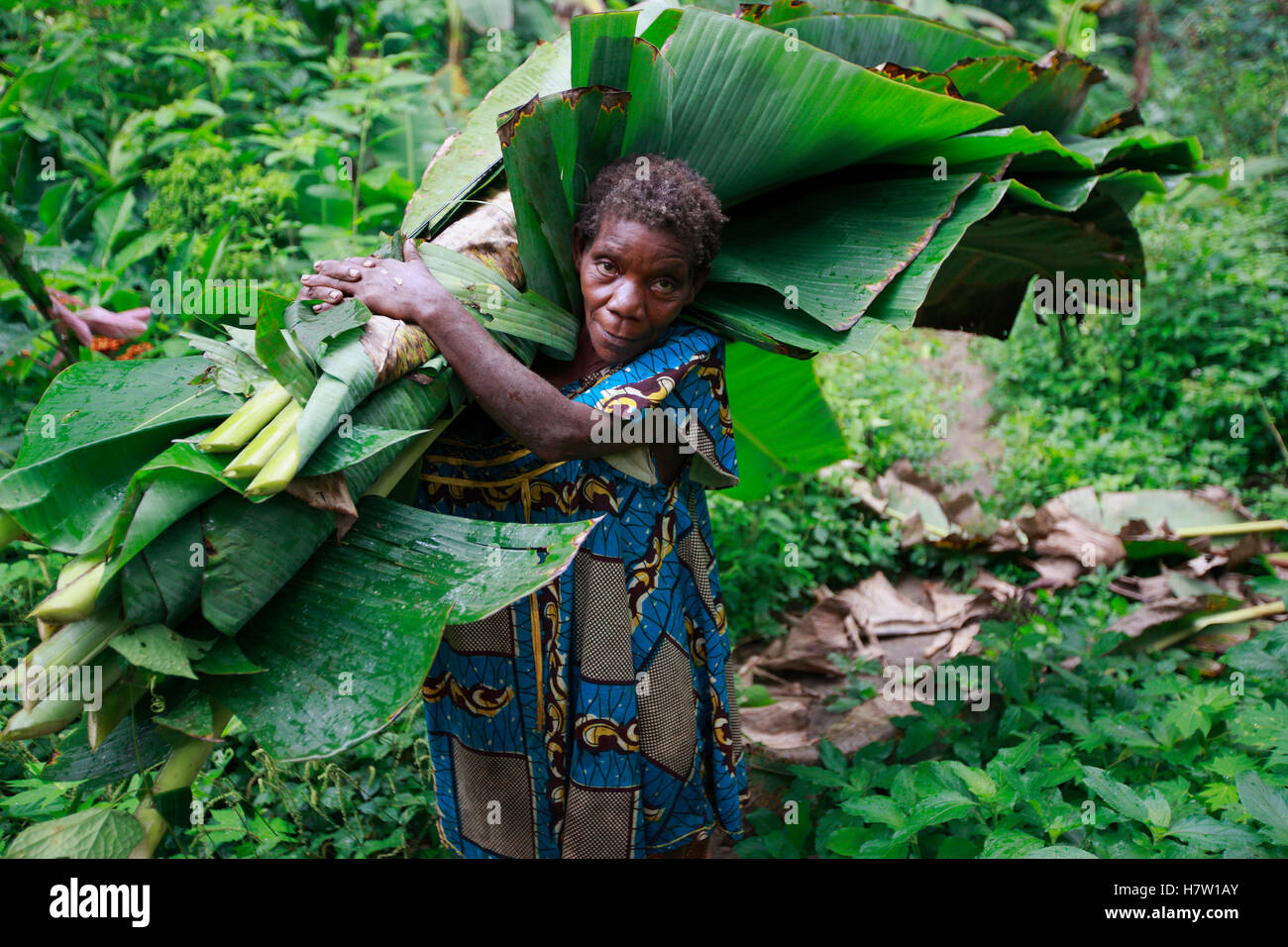 Baka woman is the oldest in the community and still carries leaves to ...