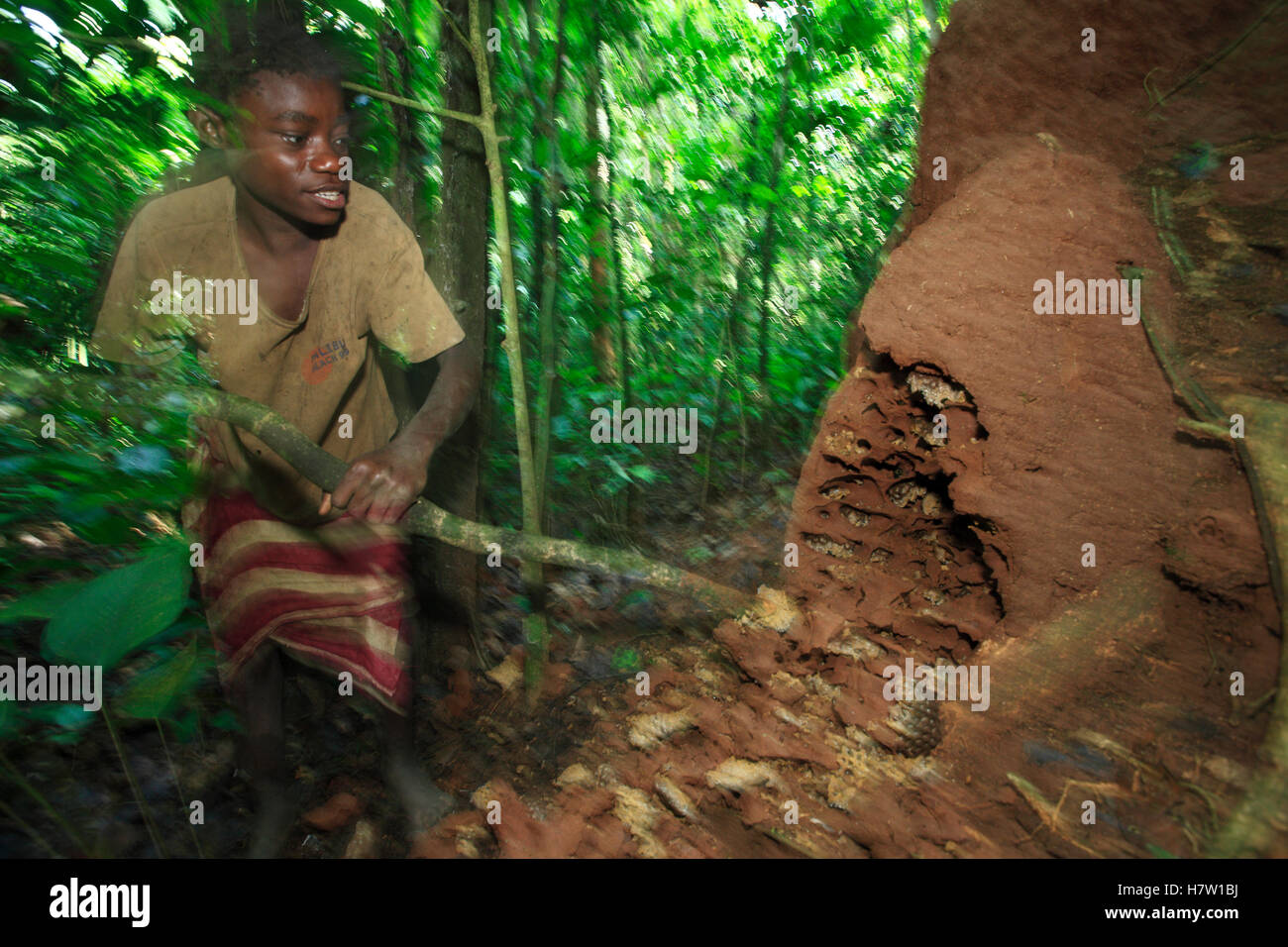 Baka tribe member looking for termite larva as food, Cameroon Stock ...