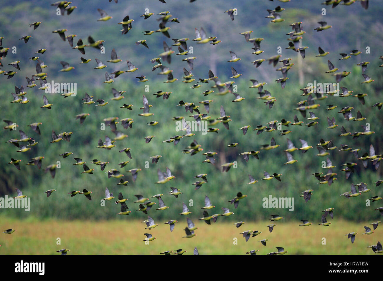 African Green-Pigeon (Treron calvus) flock flying, Cameroon Stock Photo ...