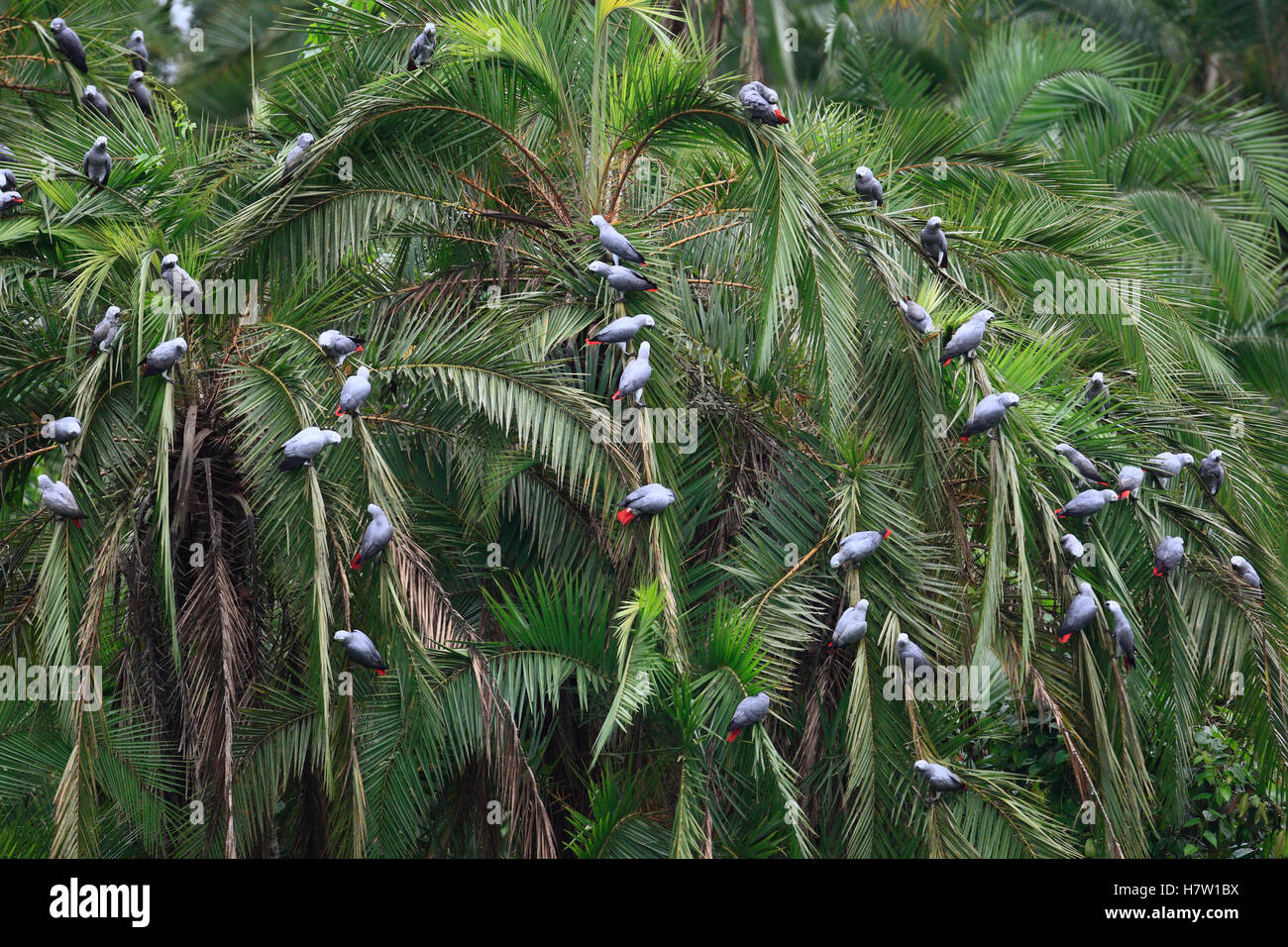 Safe Trees For African Grey Parrots at Juliana Stclair blog