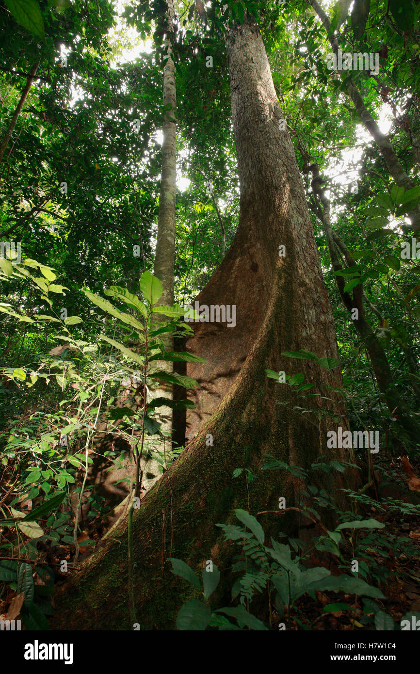 Tropical rainforest with buttress tree, Lobeke National Park, Cameroon ...