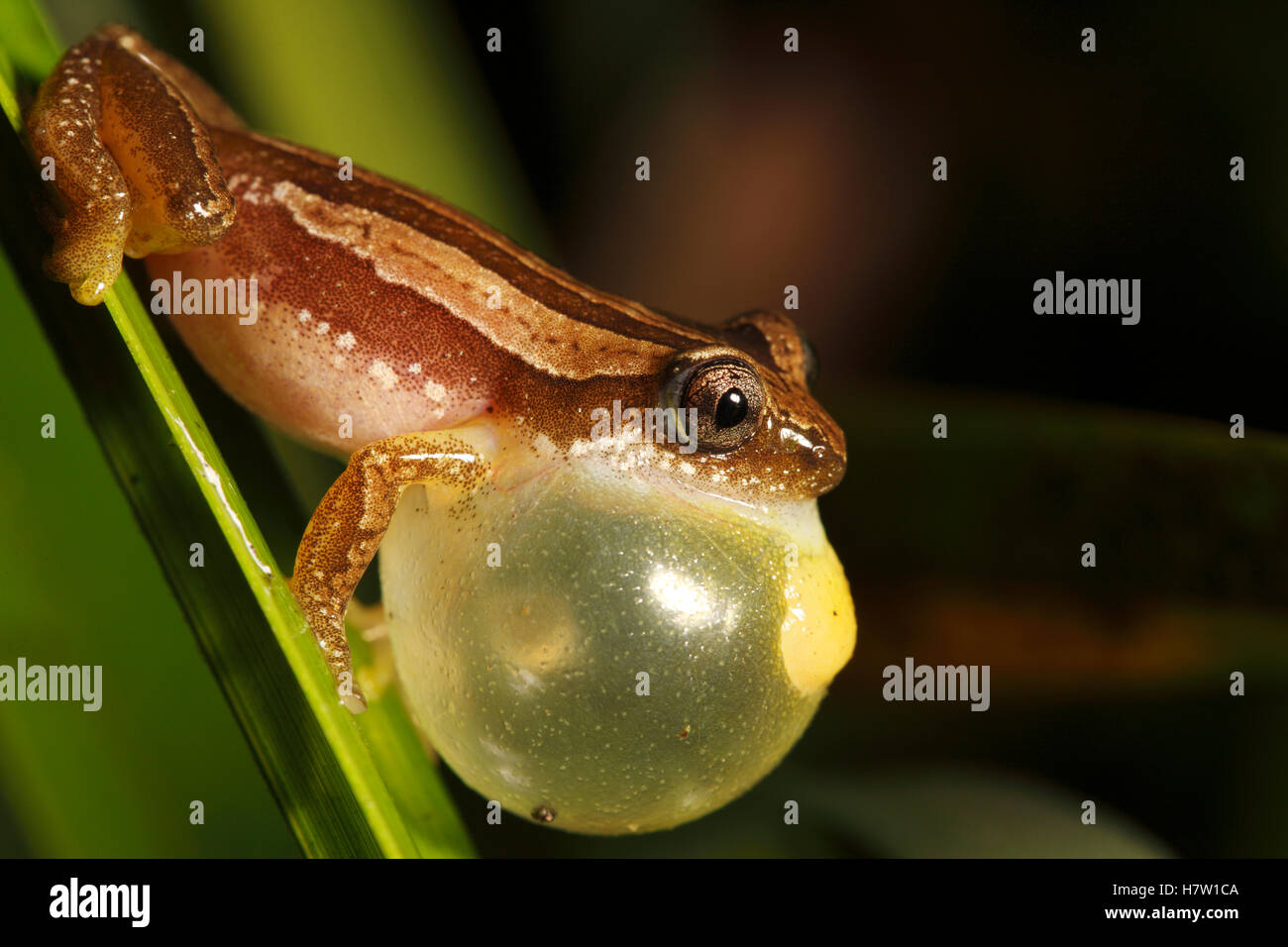 Reed Frog (Hyperoliidae) calling, Lobeke National Park, Cameroon Stock ...