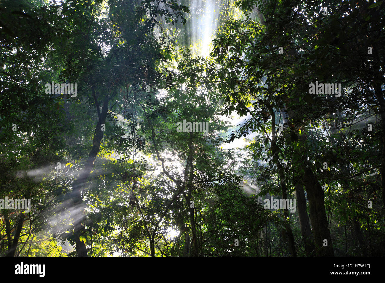 Sun shining down through the rainforest canopy, Cameroon Stock Photo ...