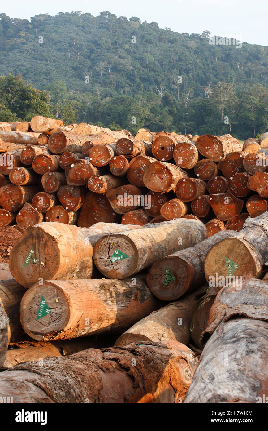 Logged timber from the tropical rainforest, Cameroon Stock Photo - Alamy