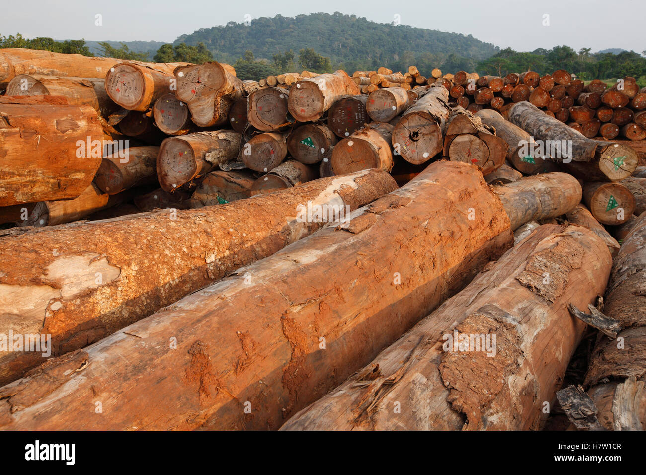 Logged timber from the tropical rainforest, Cameroon Stock Photo - Alamy