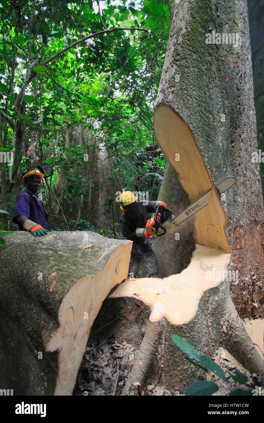 Loggers cutting down tree in the tropical rainforest, Cameroon Stock Photo - Alamy