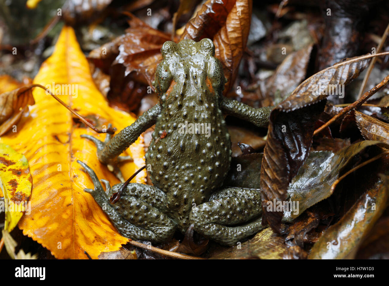 Japanese Toad (Bufo japonicus) is diurnal here due to the large amount ...