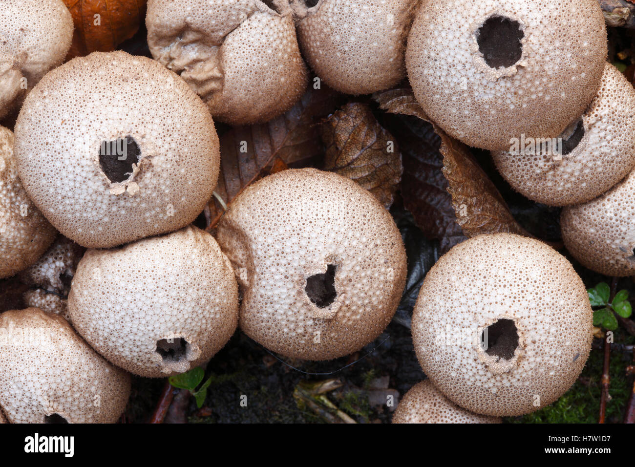 Earthball (Scleroderma sp) group about to spread spores, Japan Stock ...