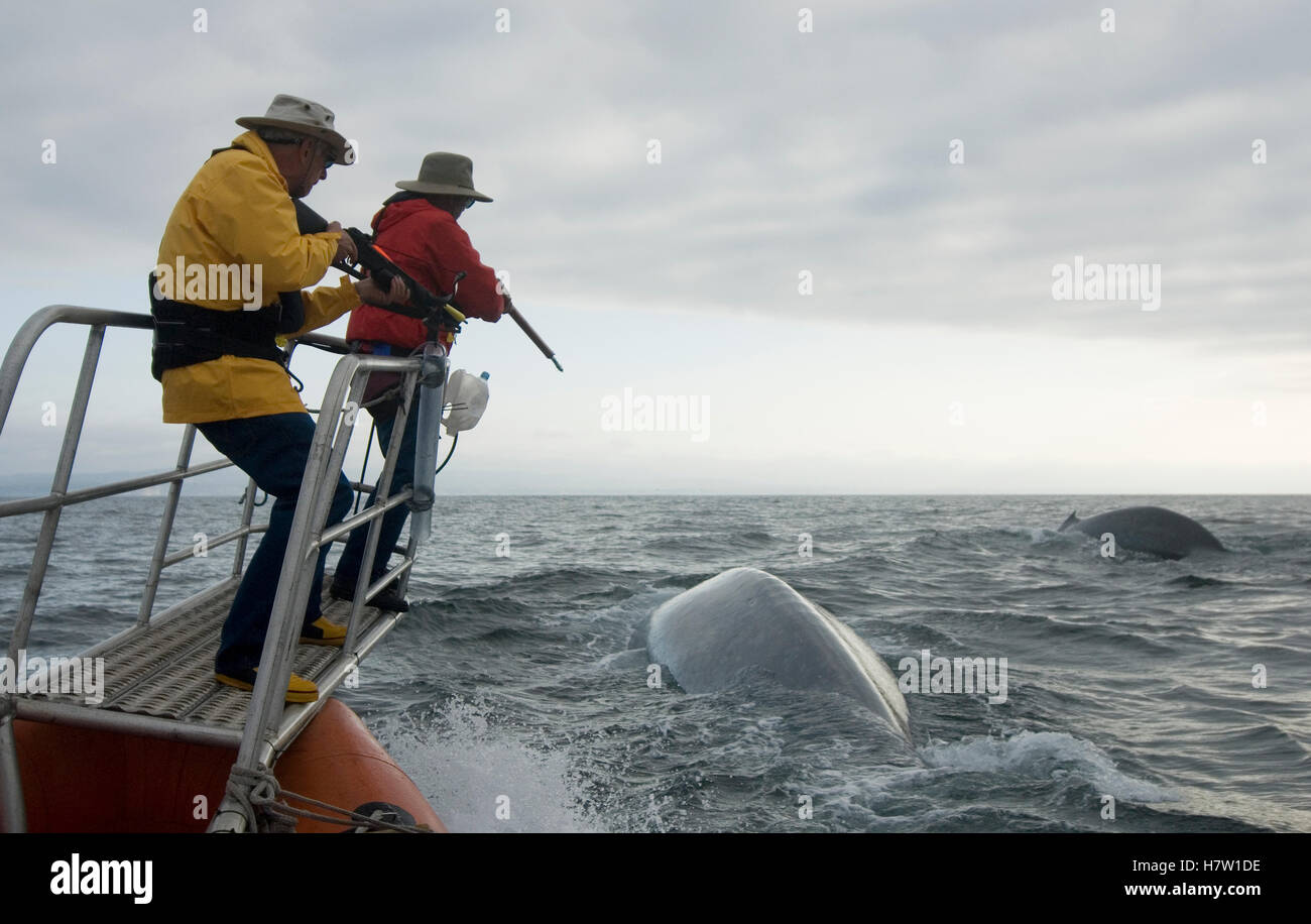 Blue Whale (Balaenoptera musculus) researchers Bruce Mate and Al Goudy ...