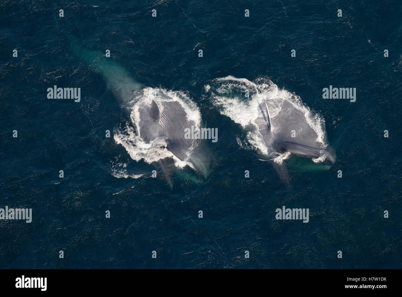 Blue Whale (Balaenoptera musculus) pair gulp feeding, Santa Barbara ...