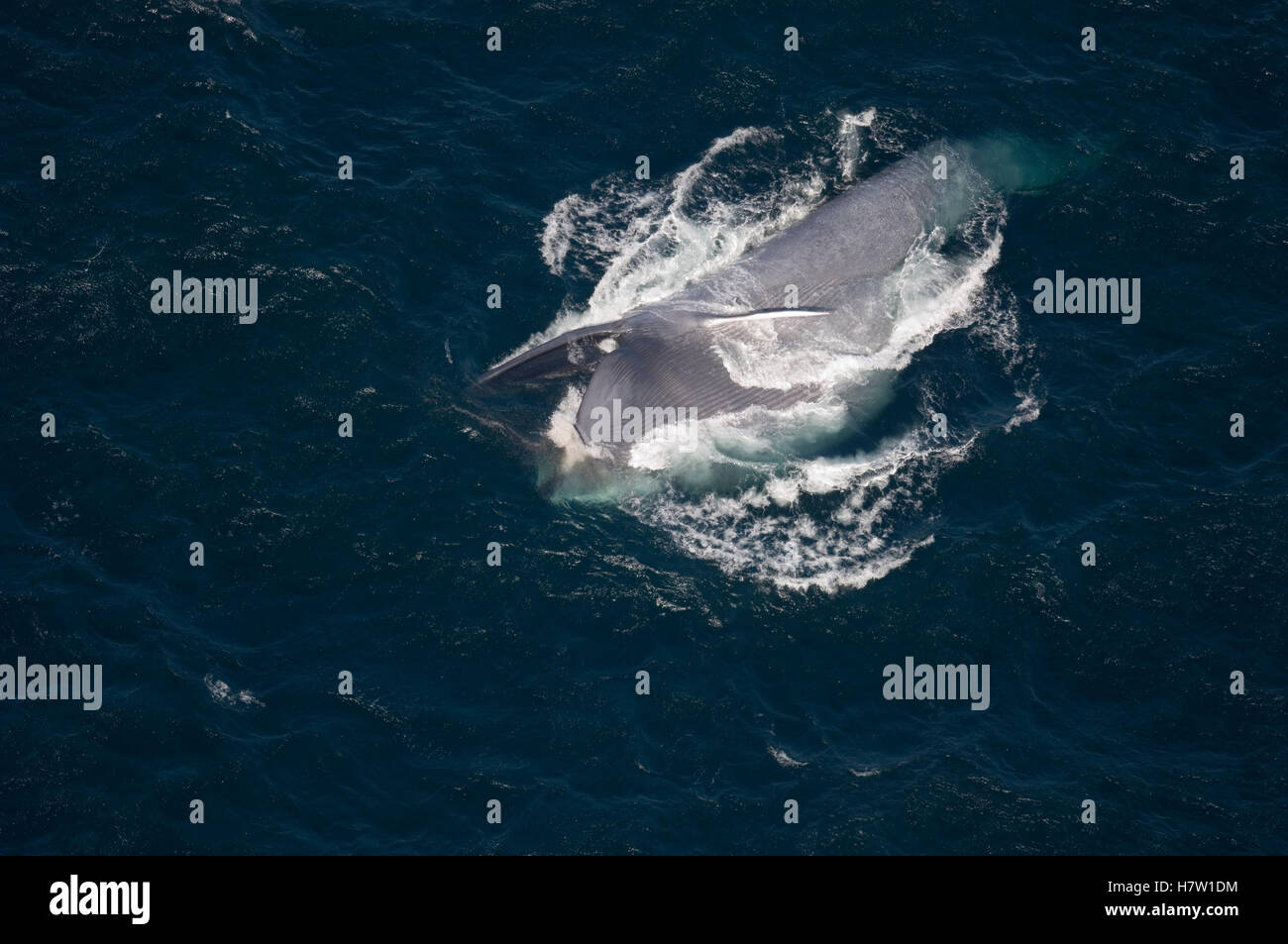 Blue Whale (Balaenoptera musculus) gulp feeding, Santa Barbara Channel ...