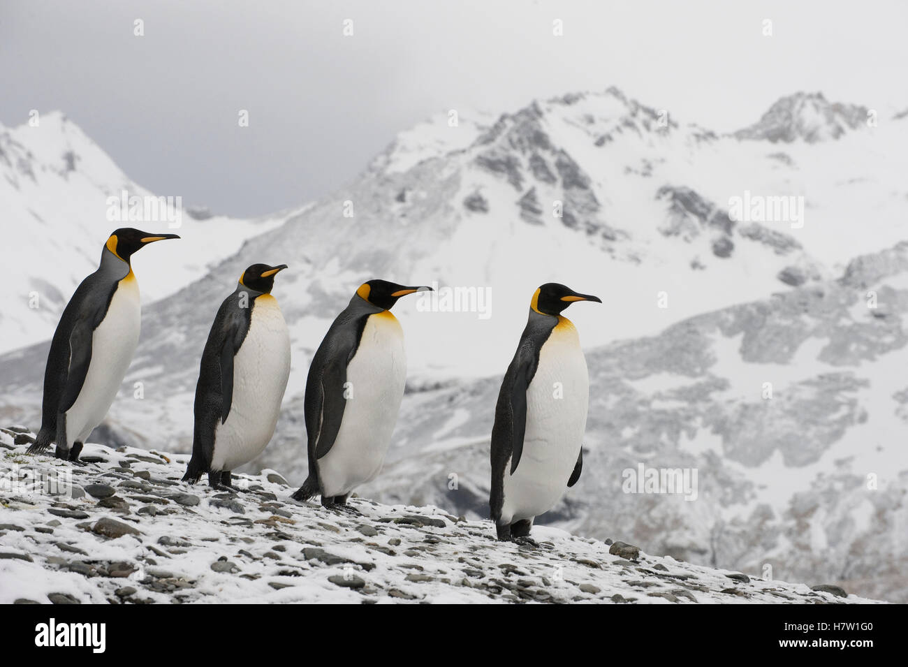 Penguin peak hi-res stock photography and images - Alamy