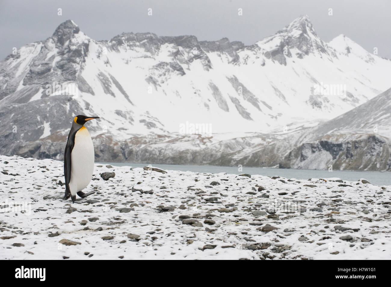 King Penguin (Aptenodytes patagonicus) walking down snow-covered slope ...