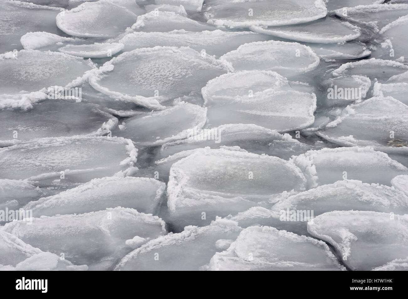 Pancake ice, Antarctica Stock Photo - Alamy
