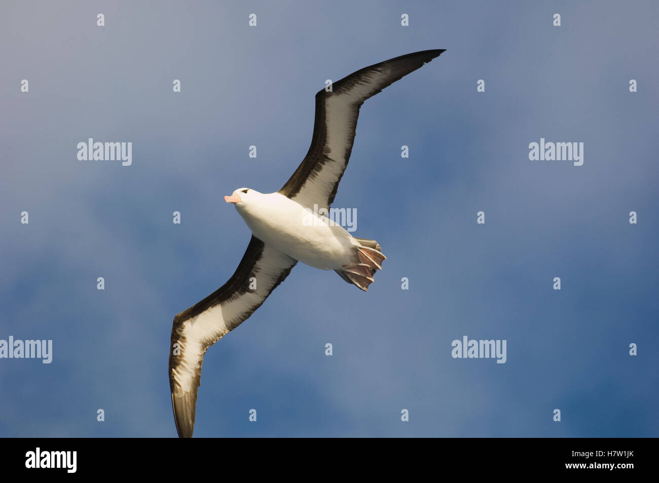 Black-browed Albatross (Thalassarche melanophrys) flying, Drake Passage ...