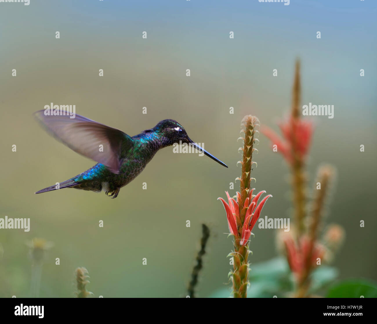 Magnificent Hummingbird (Eugenes fulgens) male foraging, Costa Rica ...