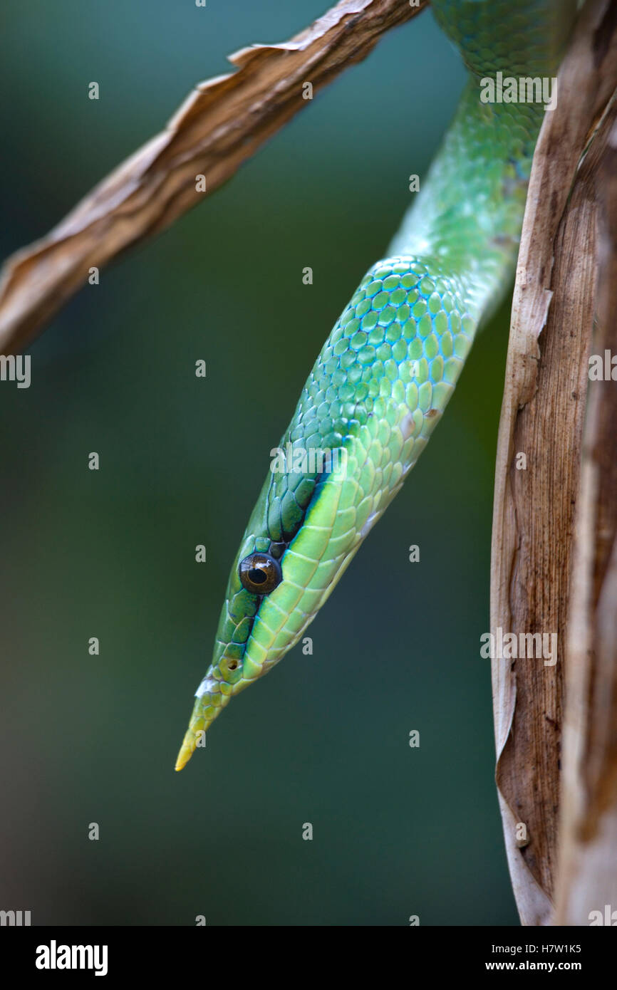 Rhinoceros Snake (Rhynchophis boulengeri) in tree, Costa Rica Stock ...